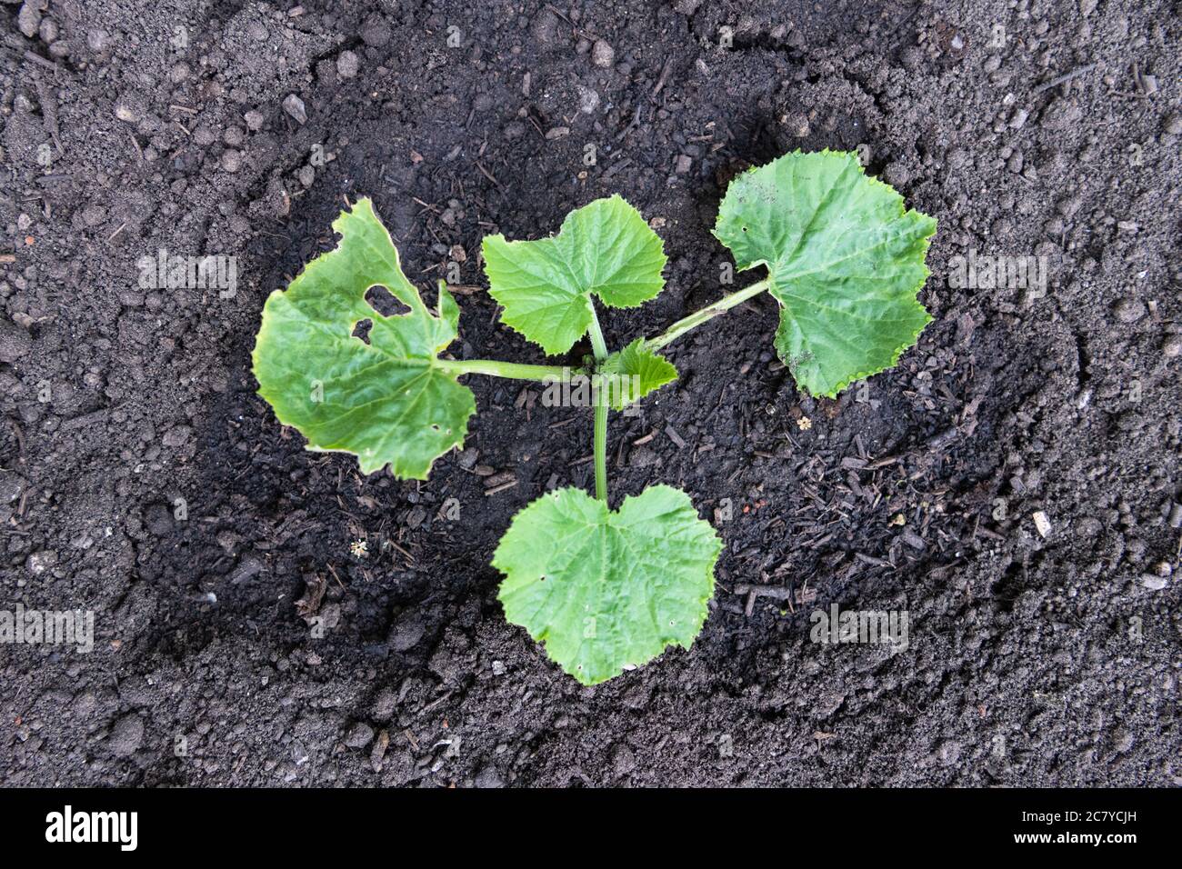 Plantation de jeunes plants de courgettes Banque de photographies et d ...