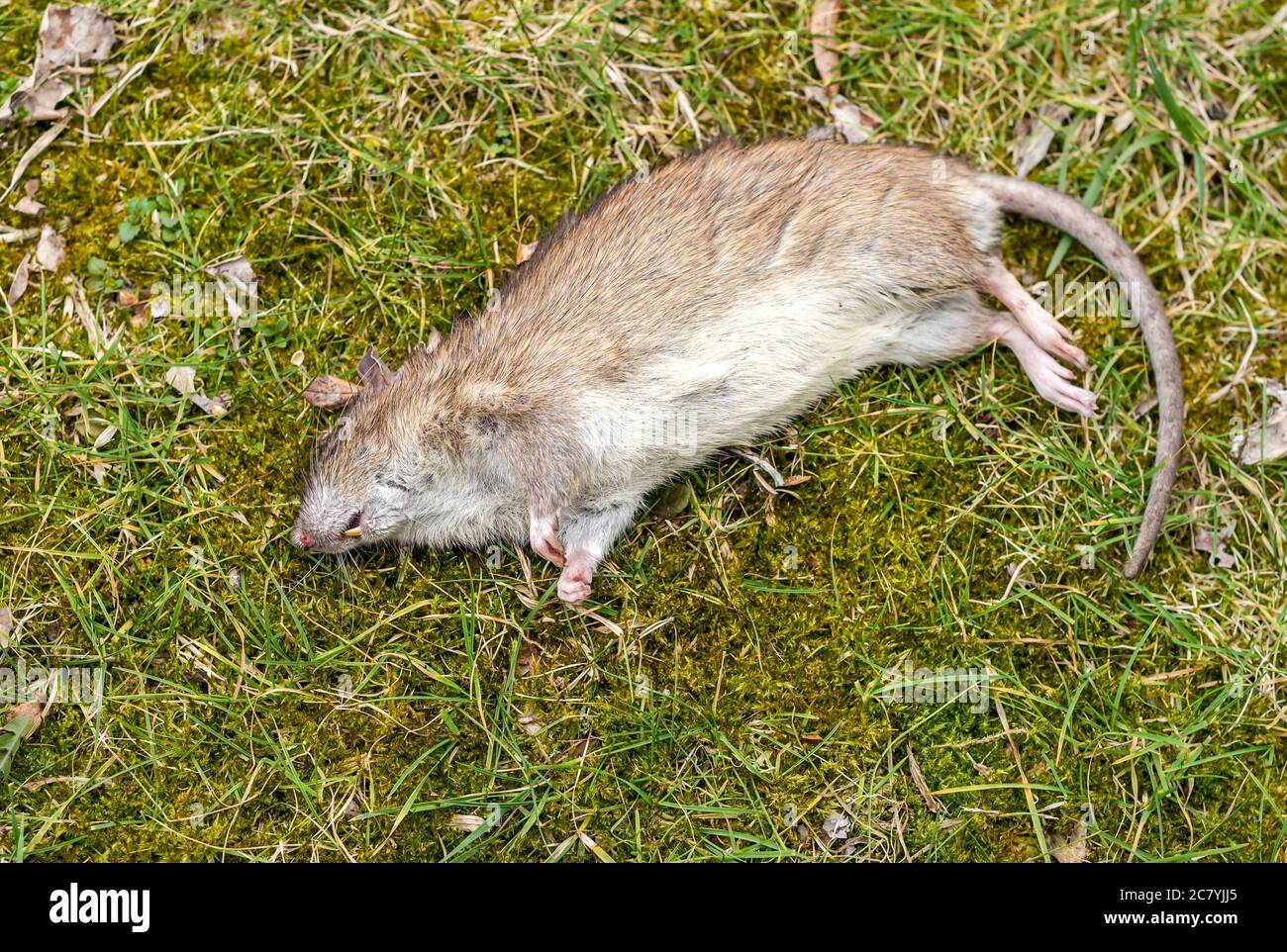 Mort des rongeurs Banque de photographies et d’images à haute ...