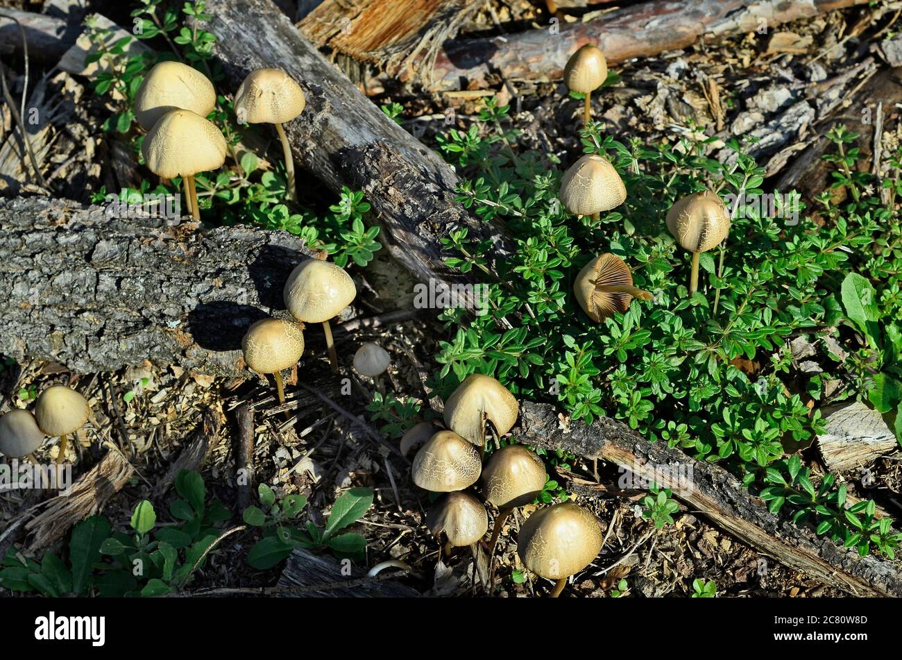 Conocybe tenera Banque de photographies et d’images à haute résolution ...