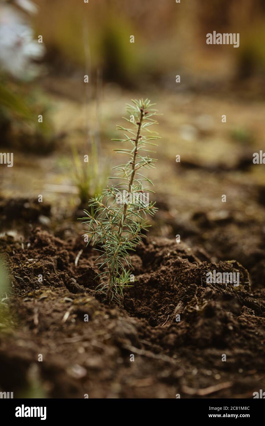 Gros plan d'une plantule de pin nouvellement plantée en forêt ...
