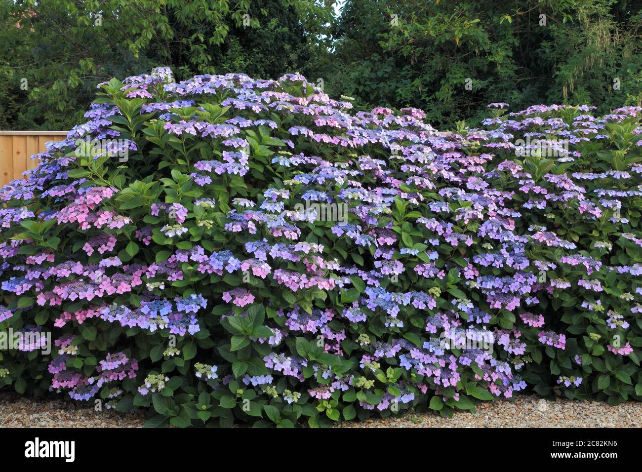 Hydrangea blue wave Banque de photographies et d’images à haute ...