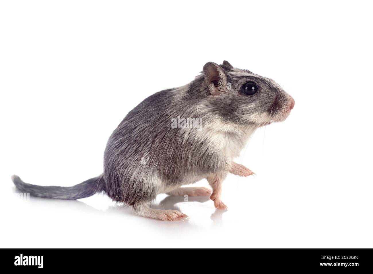Grey gerbil Banque de photographies et d’images à haute résolution - Alamy