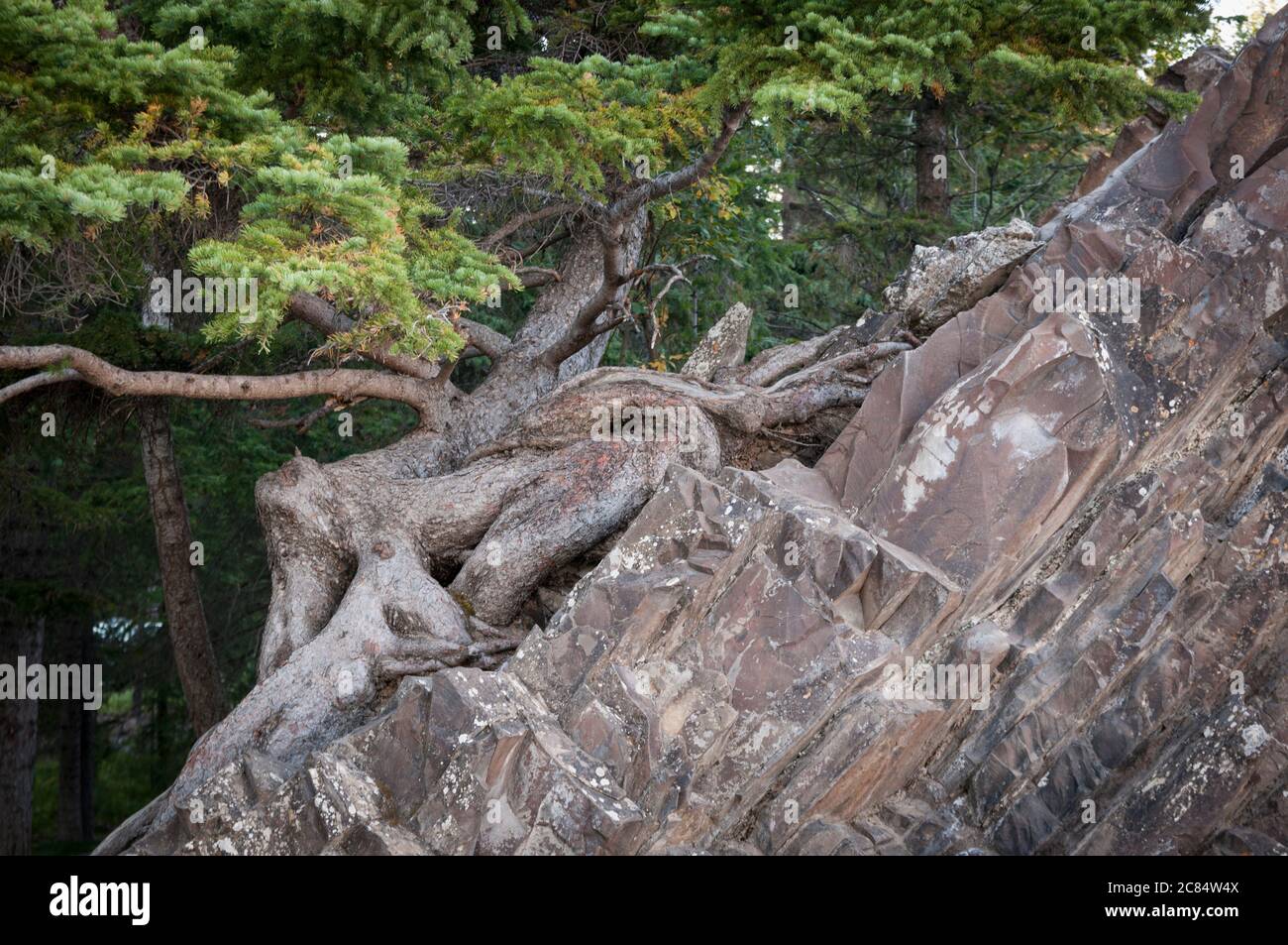 Arbre qui pousse sur un rocher Banque de photographies et d’images à ...