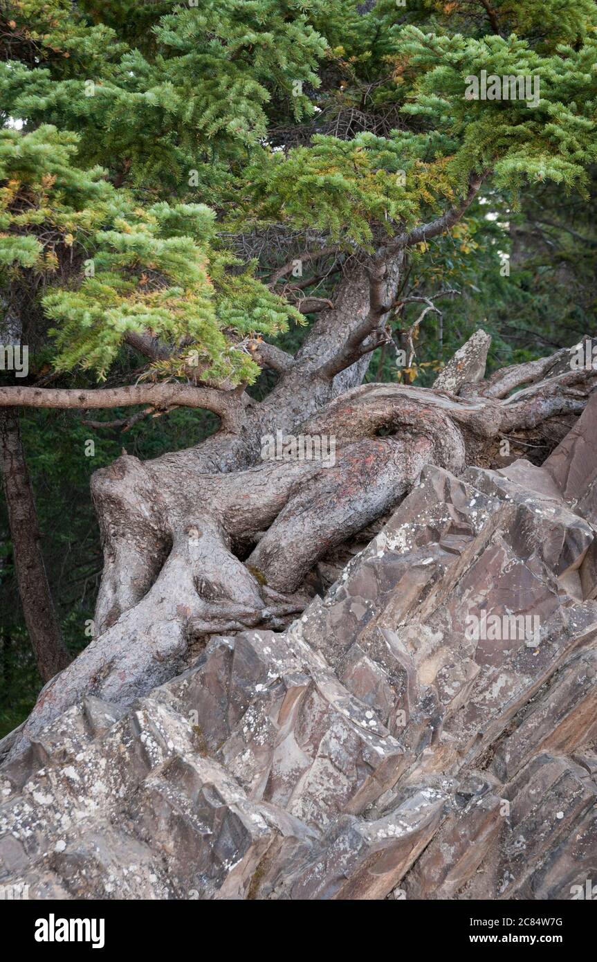 Arbre qui pousse sur un rocher Banque de photographies et d’images à ...