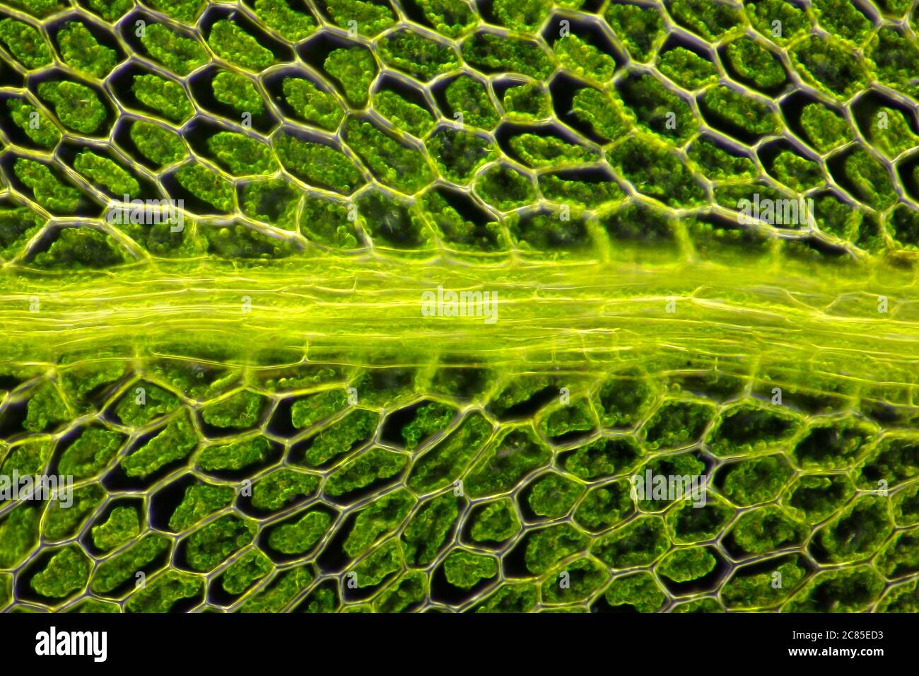 Cellule végétale microscope Banque de photographies et d’images à haute ...