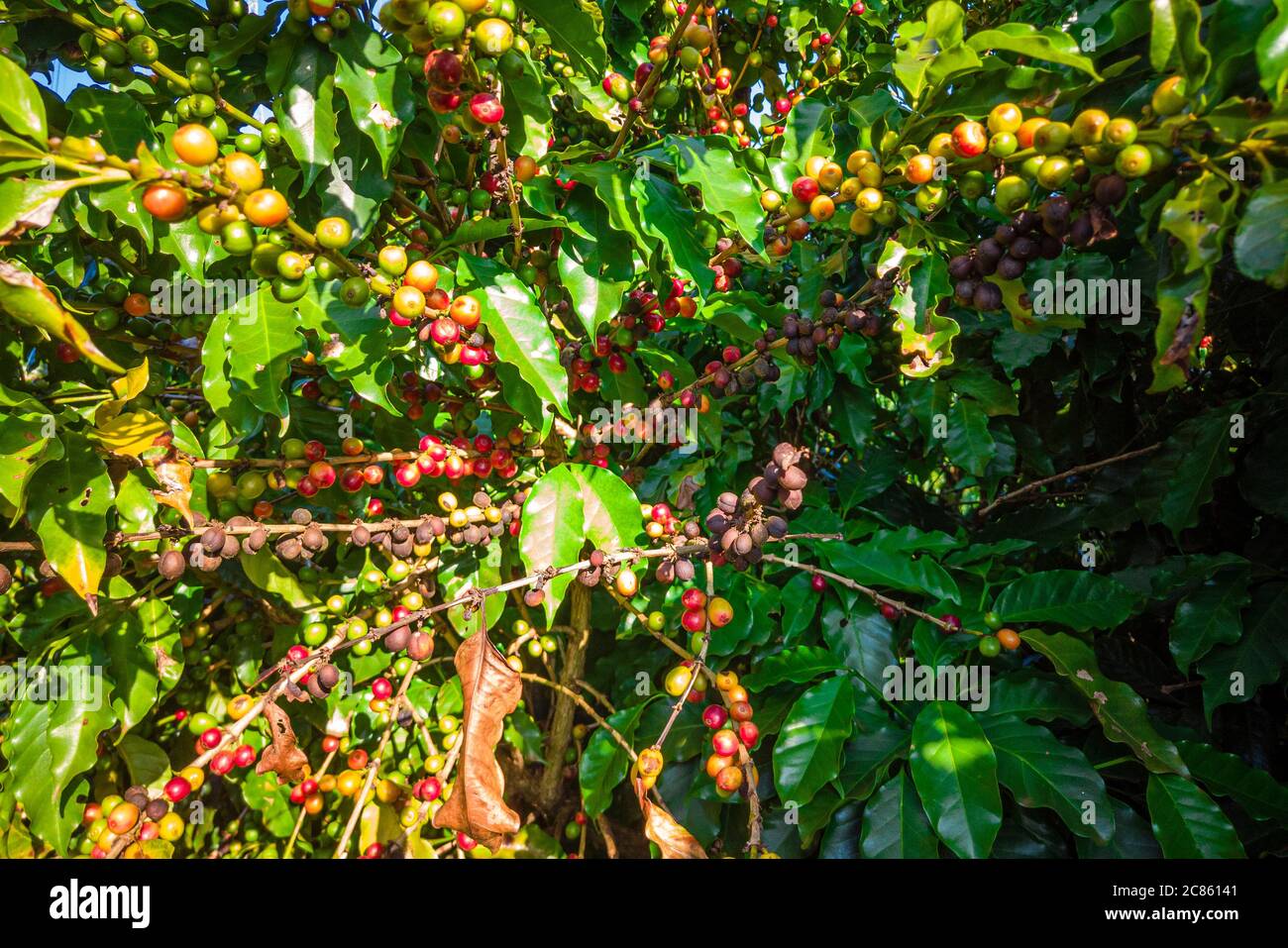 Gros plan des fruits du café dans la ferme de café et les plantations ...