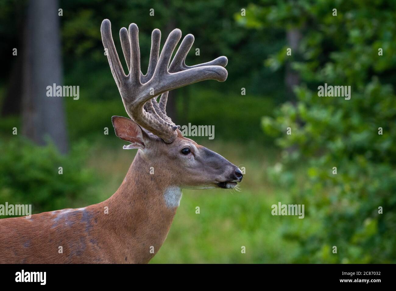 Portrait de gros buck de cerf à queue blanche avec bois de velours dans ...