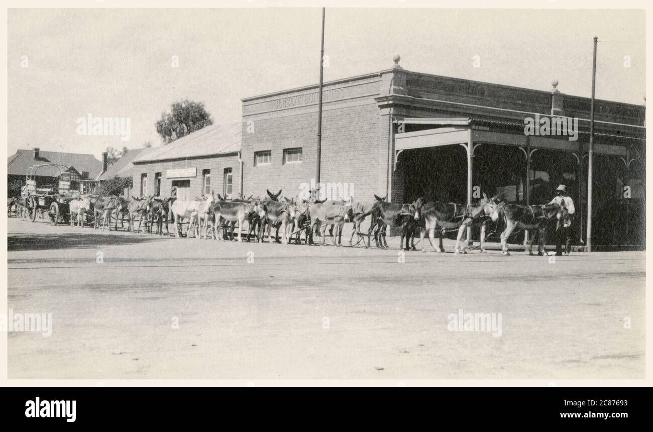 Mule mules train Banque de photographies et d’images à haute résolution ...