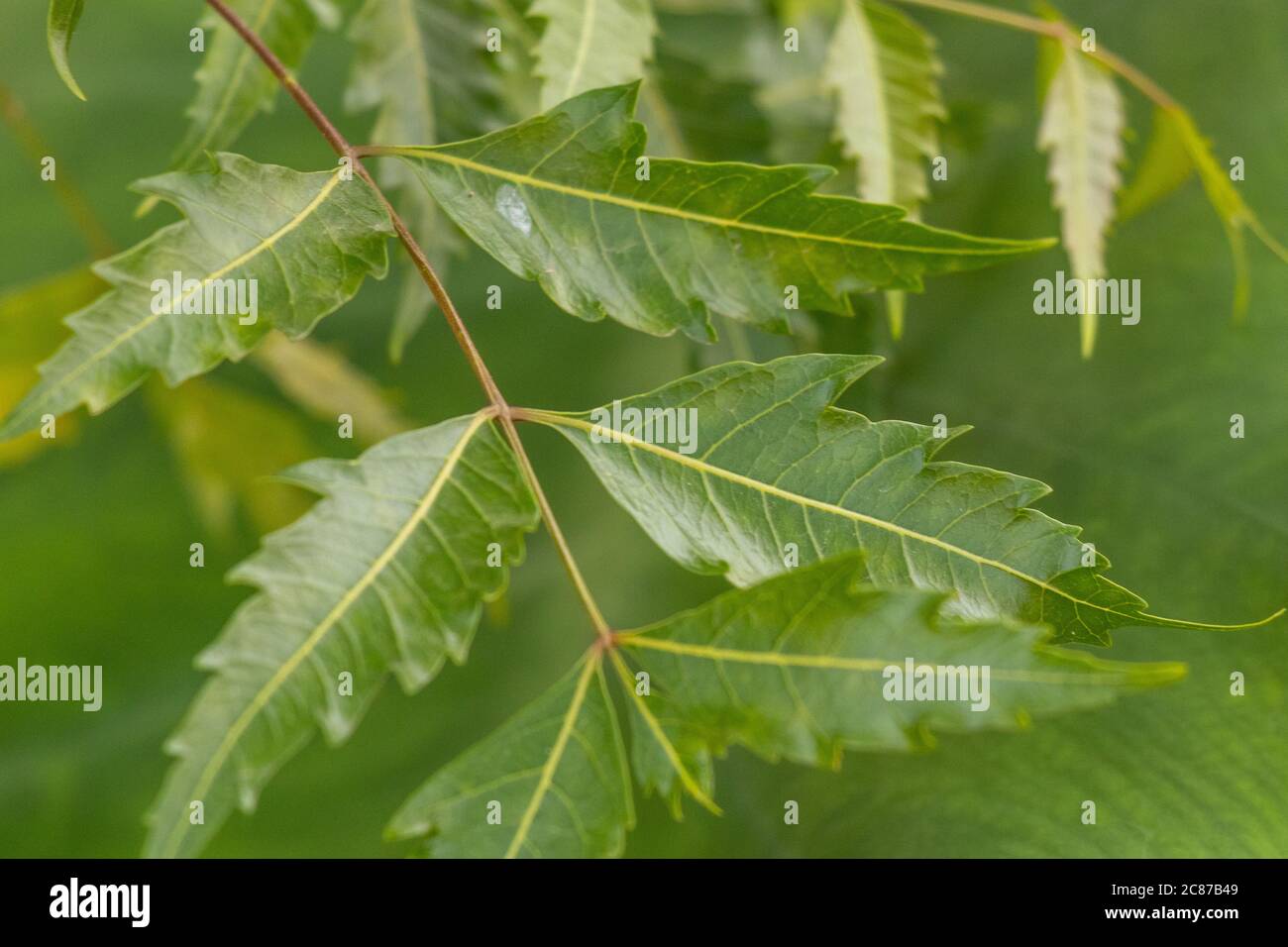 Neem tree Banque de photographies et d’images à haute résolution - Alamy