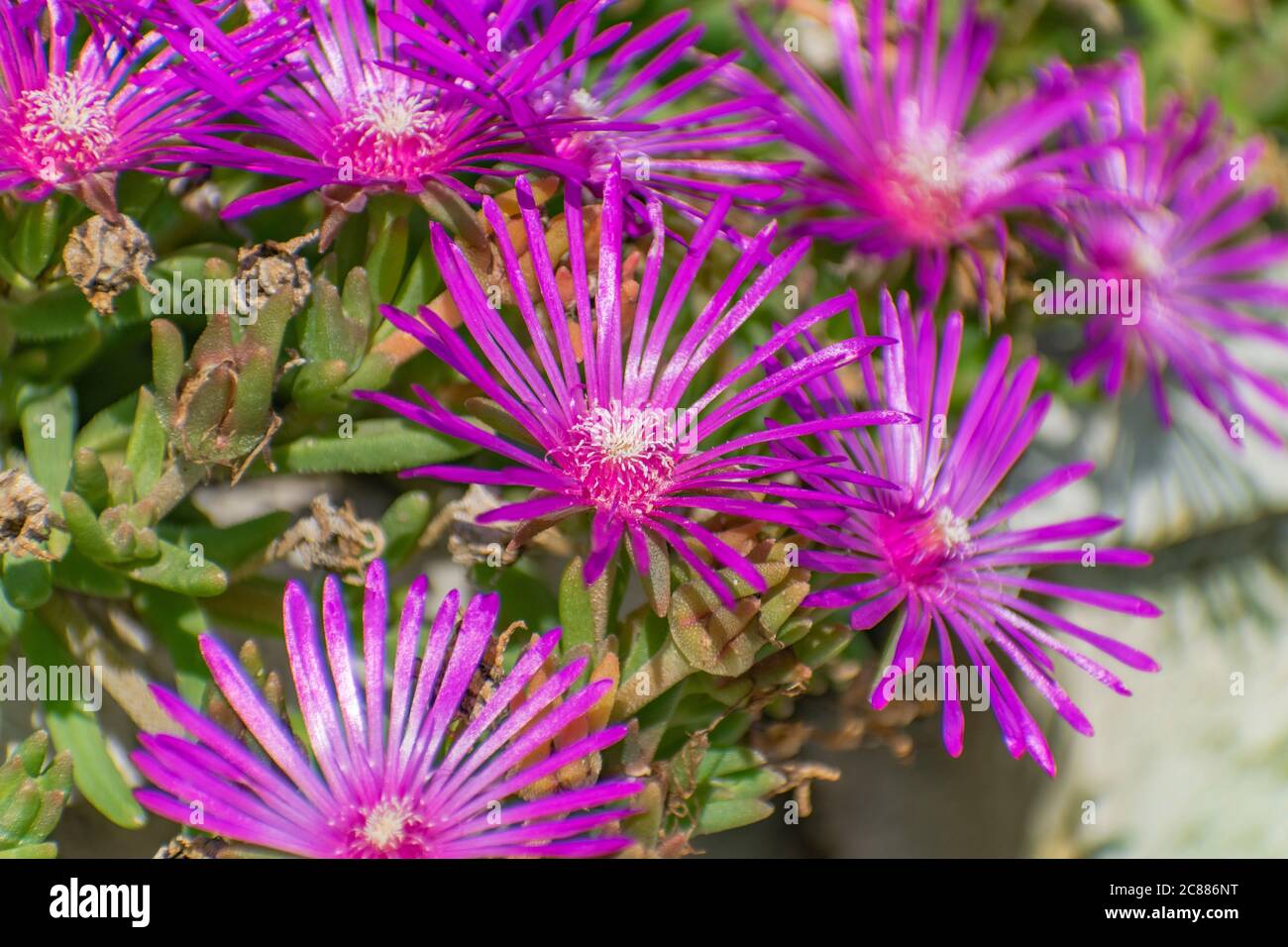 Plantes succulentes robustes Banque de photographies et d’images à ...