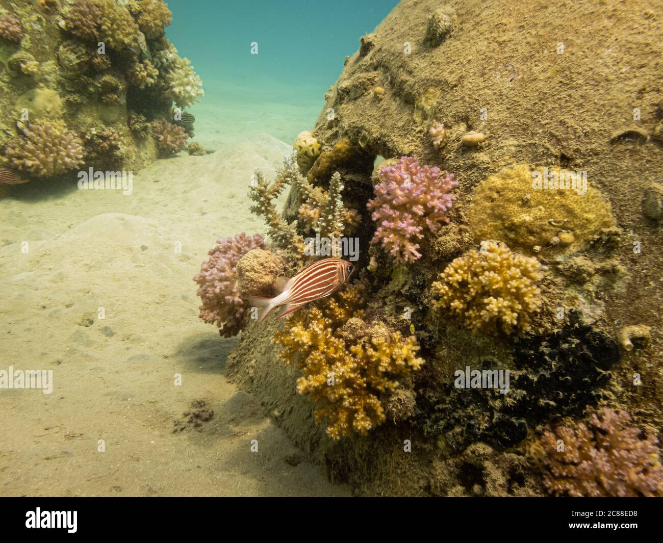 Poisson écureuil Banque de photographies et d’images à haute résolution ...