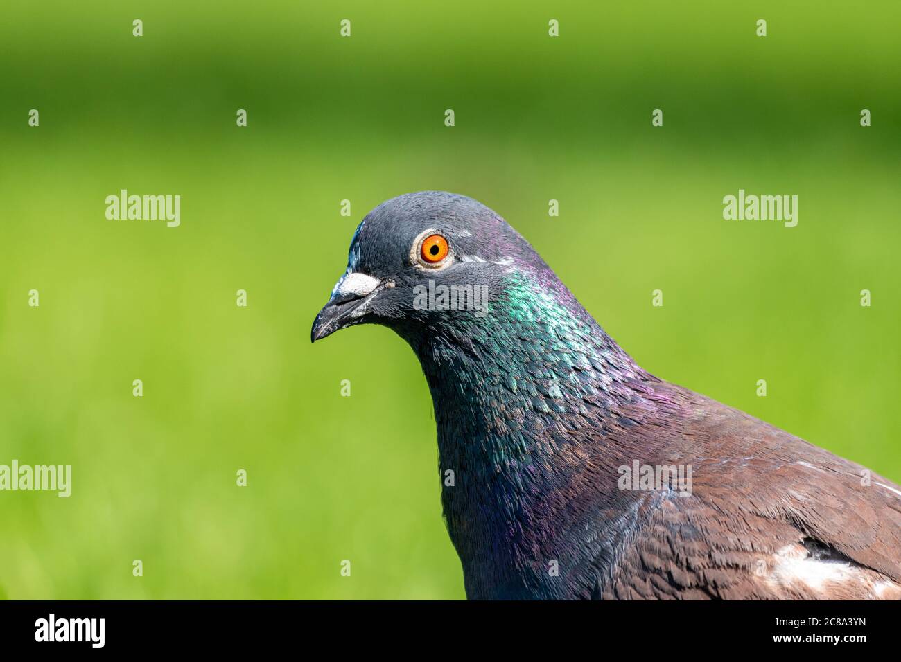 Un pigeon Banque de photographies et d’images à haute résolution - Alamy