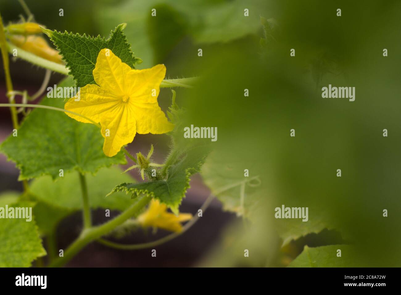 Fleur de concombre Banque de photographies et d’images à haute ...