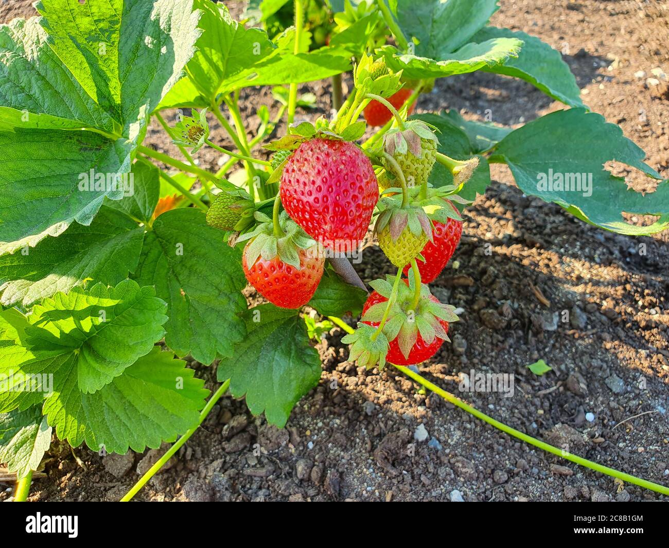 Fraises agricoles Banque de photographies et d’images à haute ...