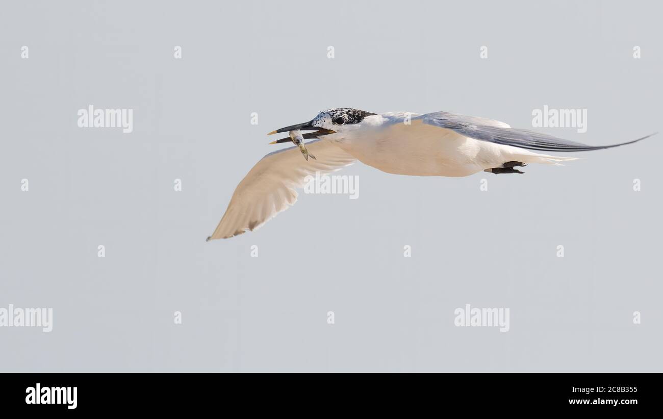 Voler avec un poisson dans son bec Banque de photographies et d’images ...