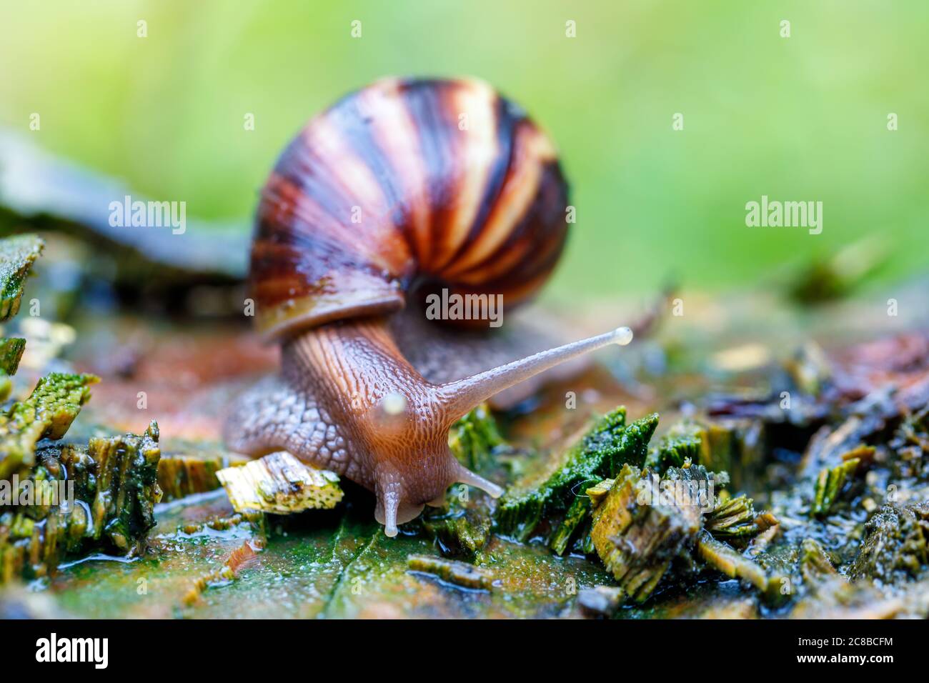 Escargot géant africain sur terre madagascar, forêt tropicale de ...