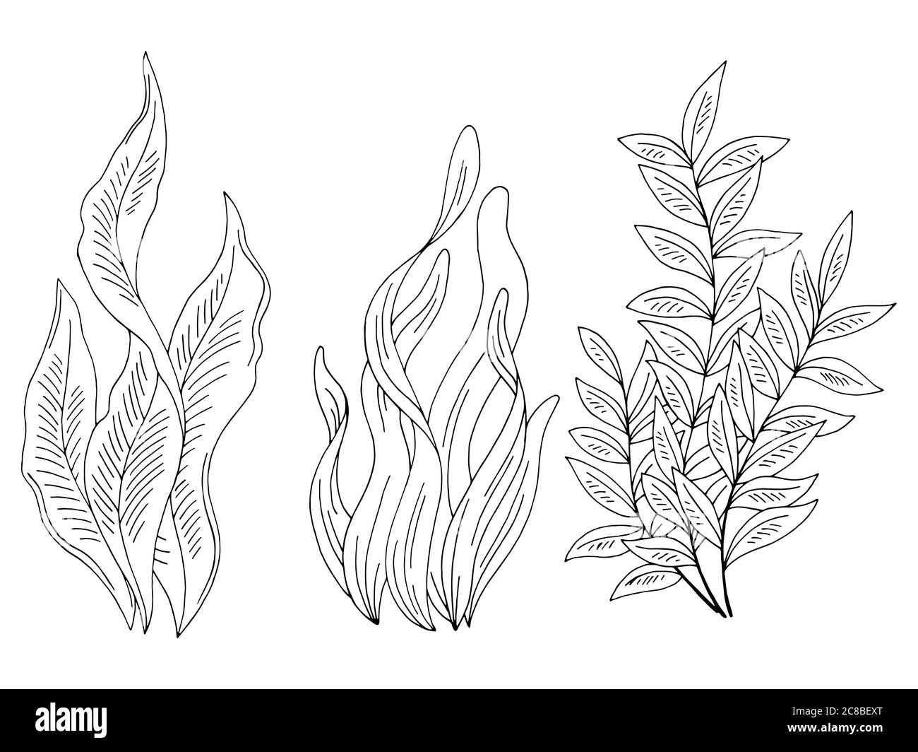 Motif algues noir blanc isolé croquis vecteur d'illustration Image ...