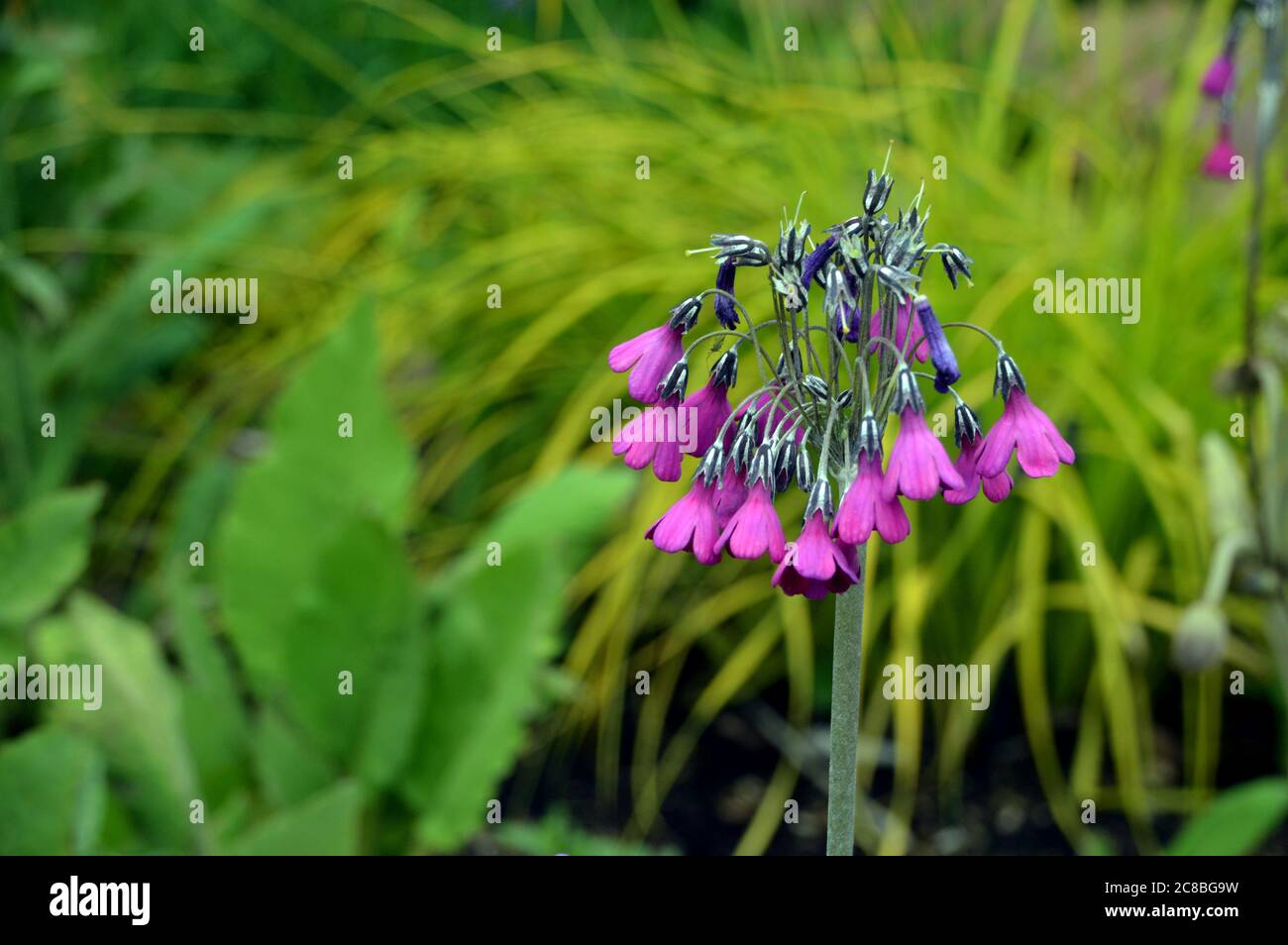 Fleur violette en forme de cloche Banque de photographies et d’images à ...