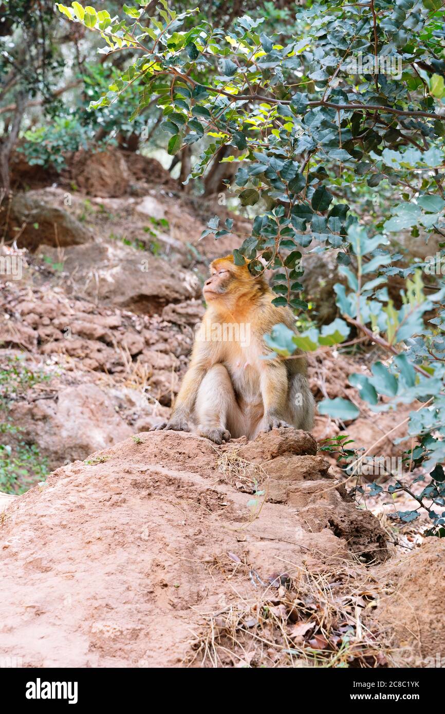Photo verticale d'un singe à côté d'un arbre dans un terrain aride au ...