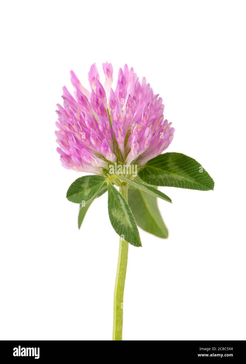 Fleur de trèfle sur une tige avec des feuilles vertes, isolé sur fond ...