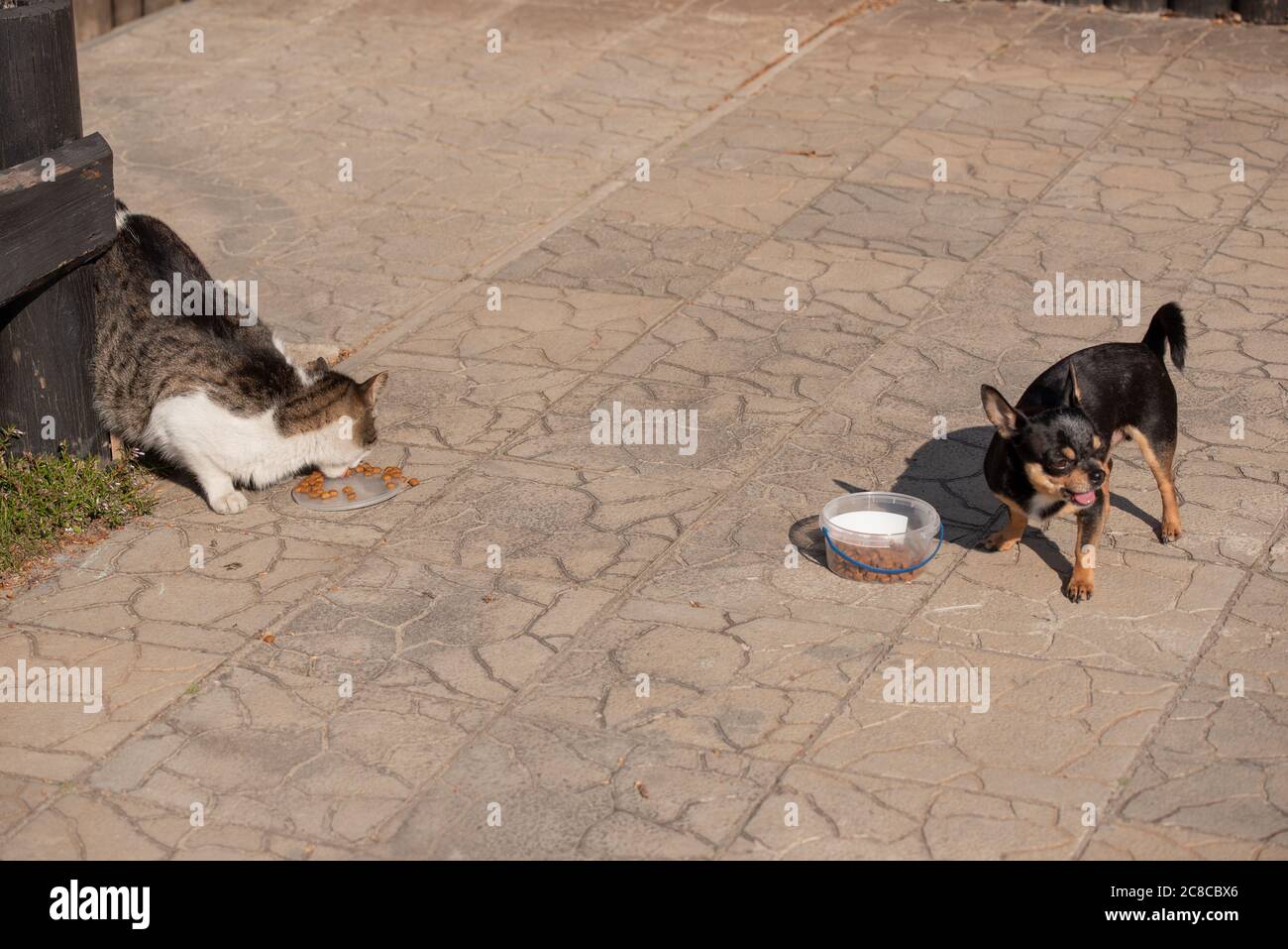 Chien et chat mangent ensemble Banque de photographies et d’images à ...
