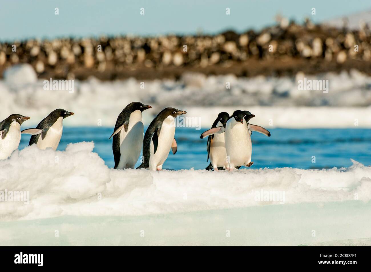 Pingouins sur la banquise Banque de photographies et d’images à haute ...