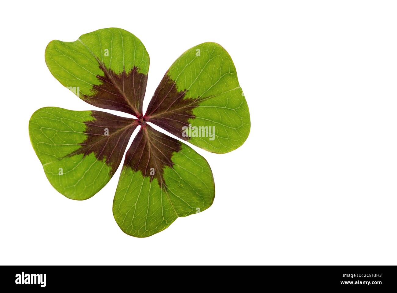 Trèfle à 4 feuilles Banque de photographies et d’images à haute ...