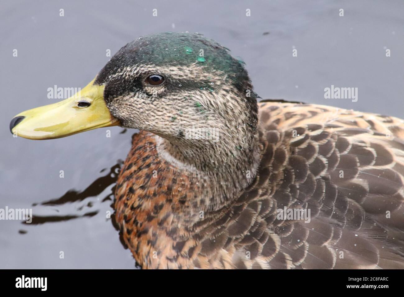 Canards boiteux Banque de photographies et d’images à haute résolution ...
