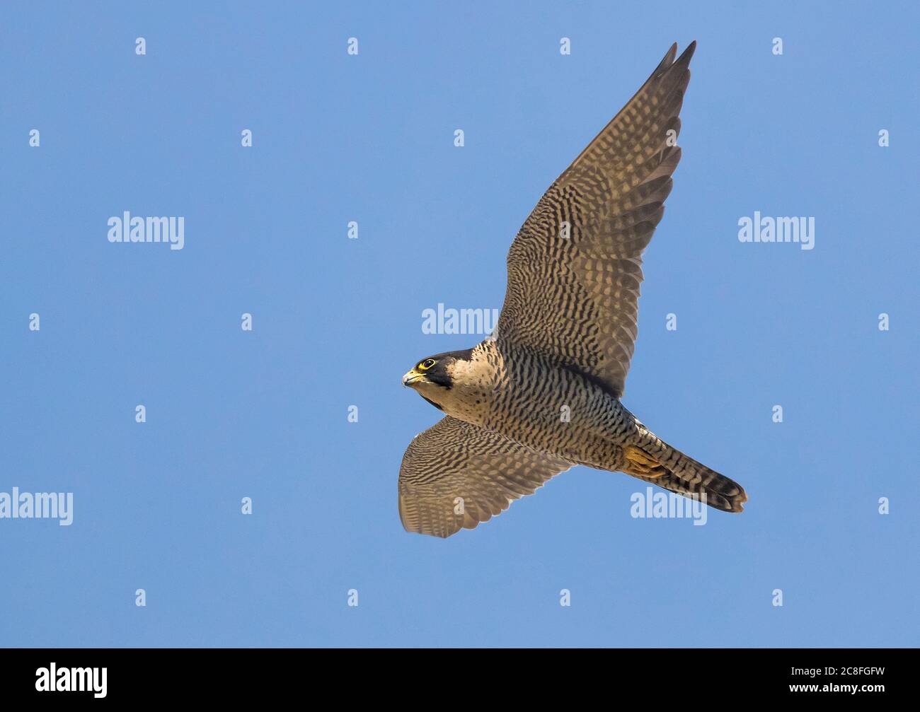 faucon pèlerin méditerranéen (Falco peregrinus brookei, Falco brookei ...
