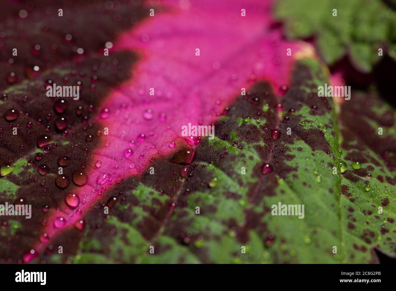 Dessin d'ortie rouge Banque de photographies et d’images à haute ...