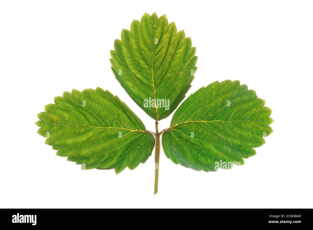 Feuille de fraise Banque de photographies et d’images à haute ...