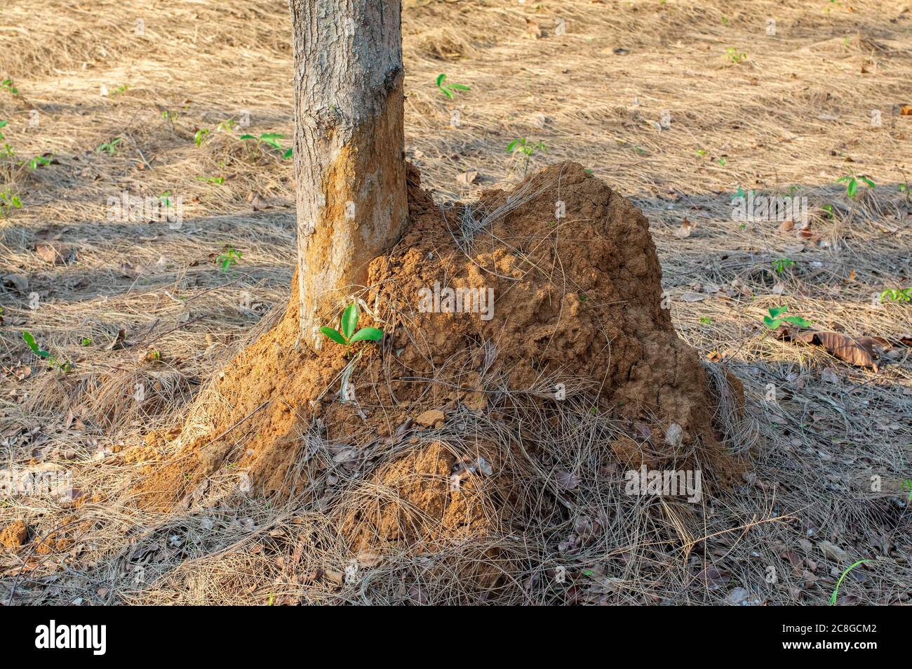 Arbre avec termites Banque de photographies et d’images à haute ...