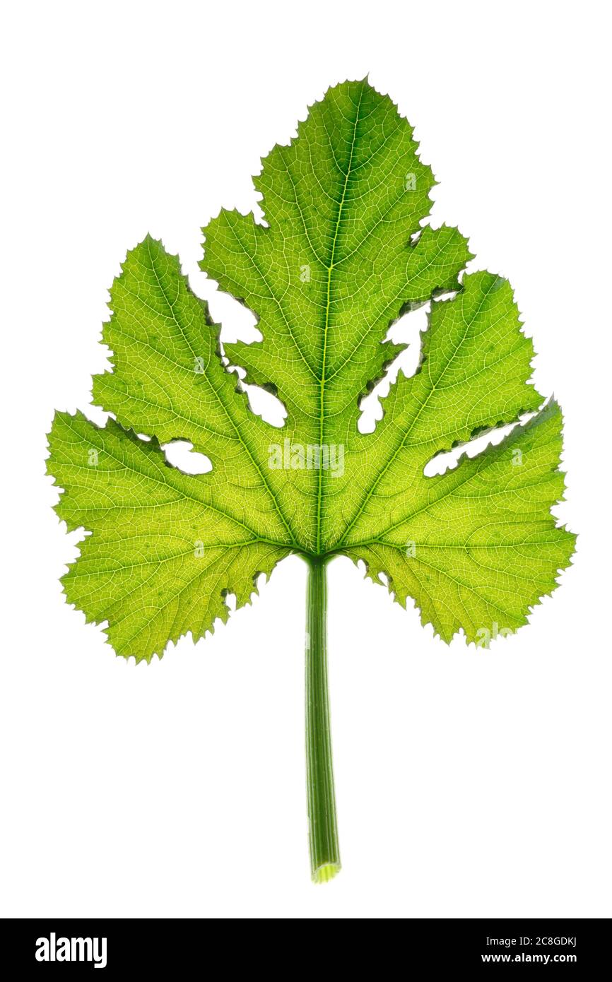 Feuille de courgettes vertes, rétro-éclairage, isolée sur fond blanc ...