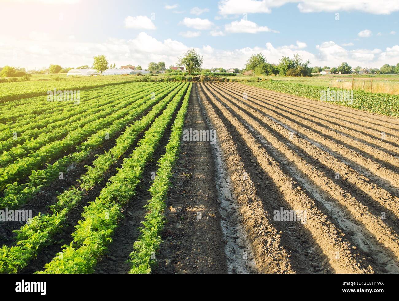 Semis carotte Banque de photographies et d’images à haute résolution ...