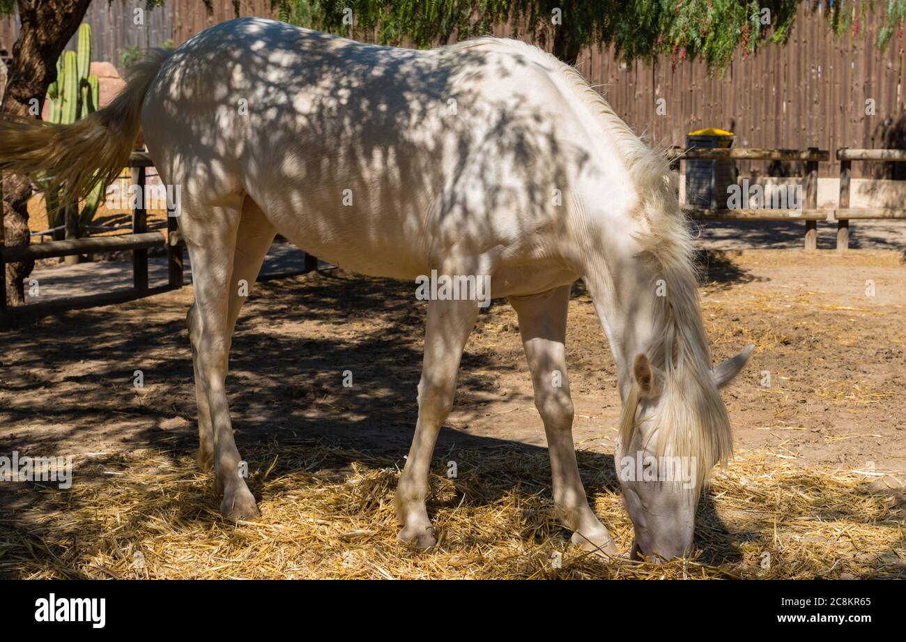 Cheval mangeant de la paille Banque de photographies et d’images à ...