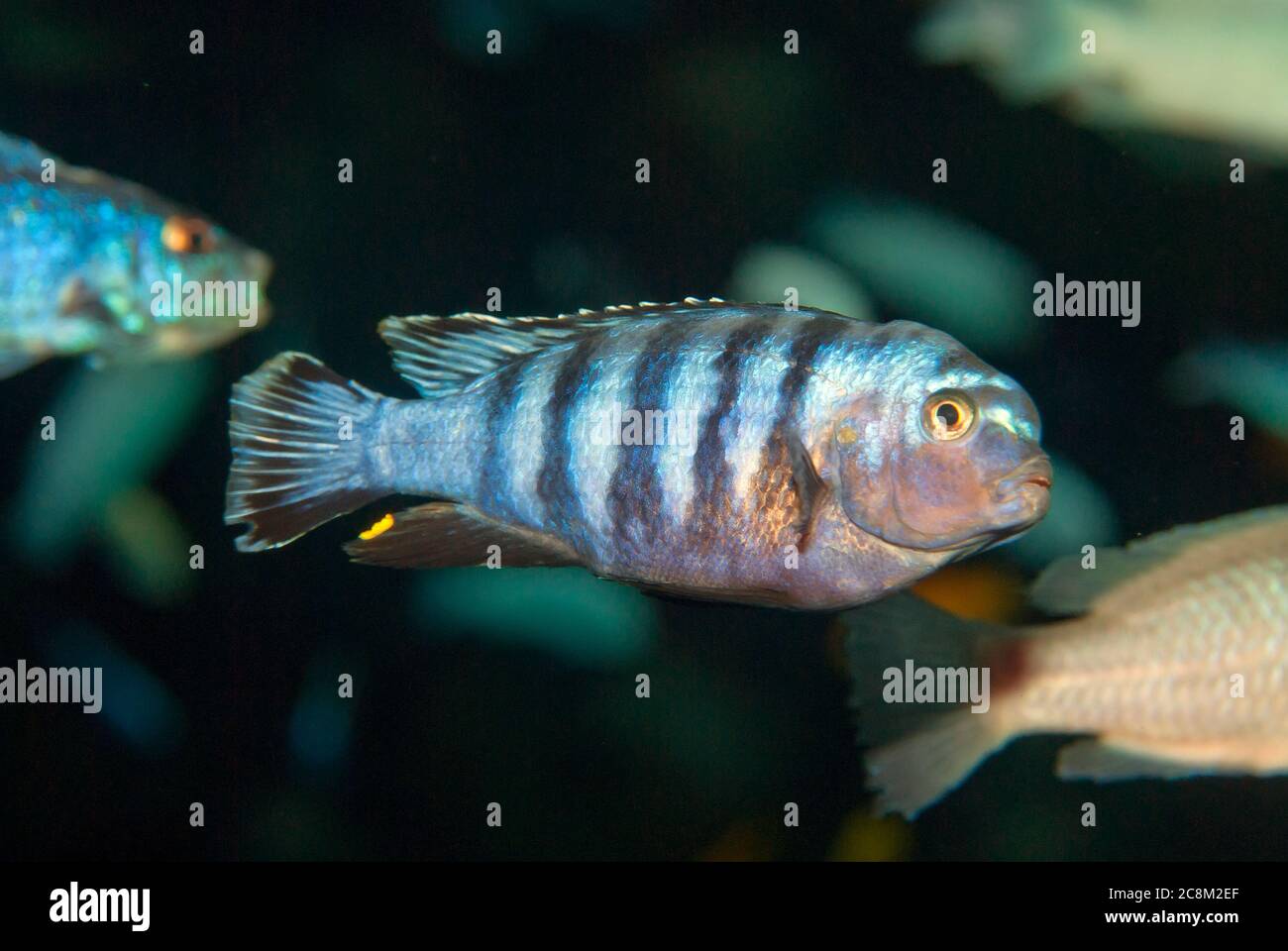 Poisson Dessin Humoristique Banque d'image et photos - Page 2 - Alamy