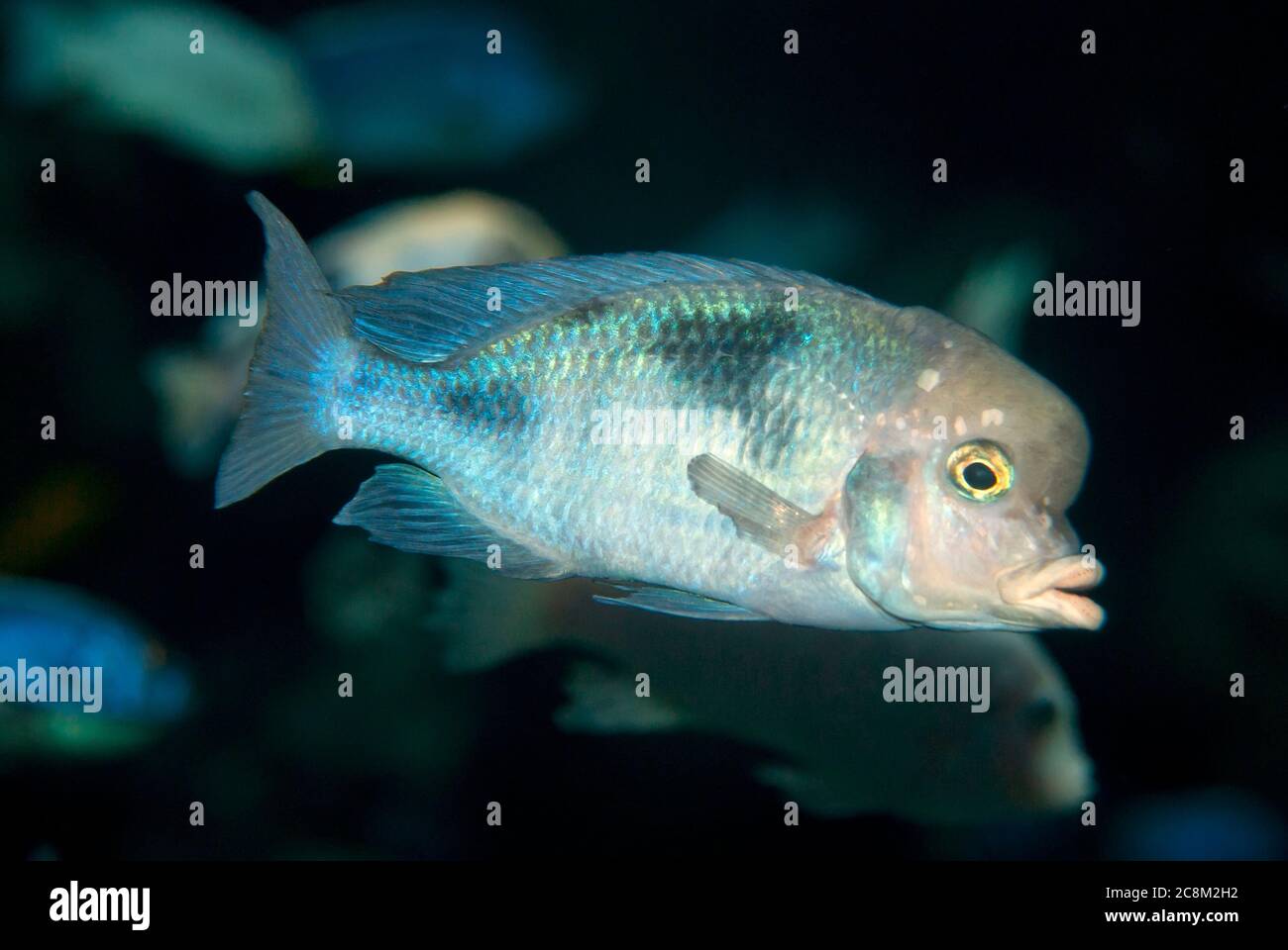 Poisson Dessin Humoristique Banque d'image et photos - Page 2 - Alamy