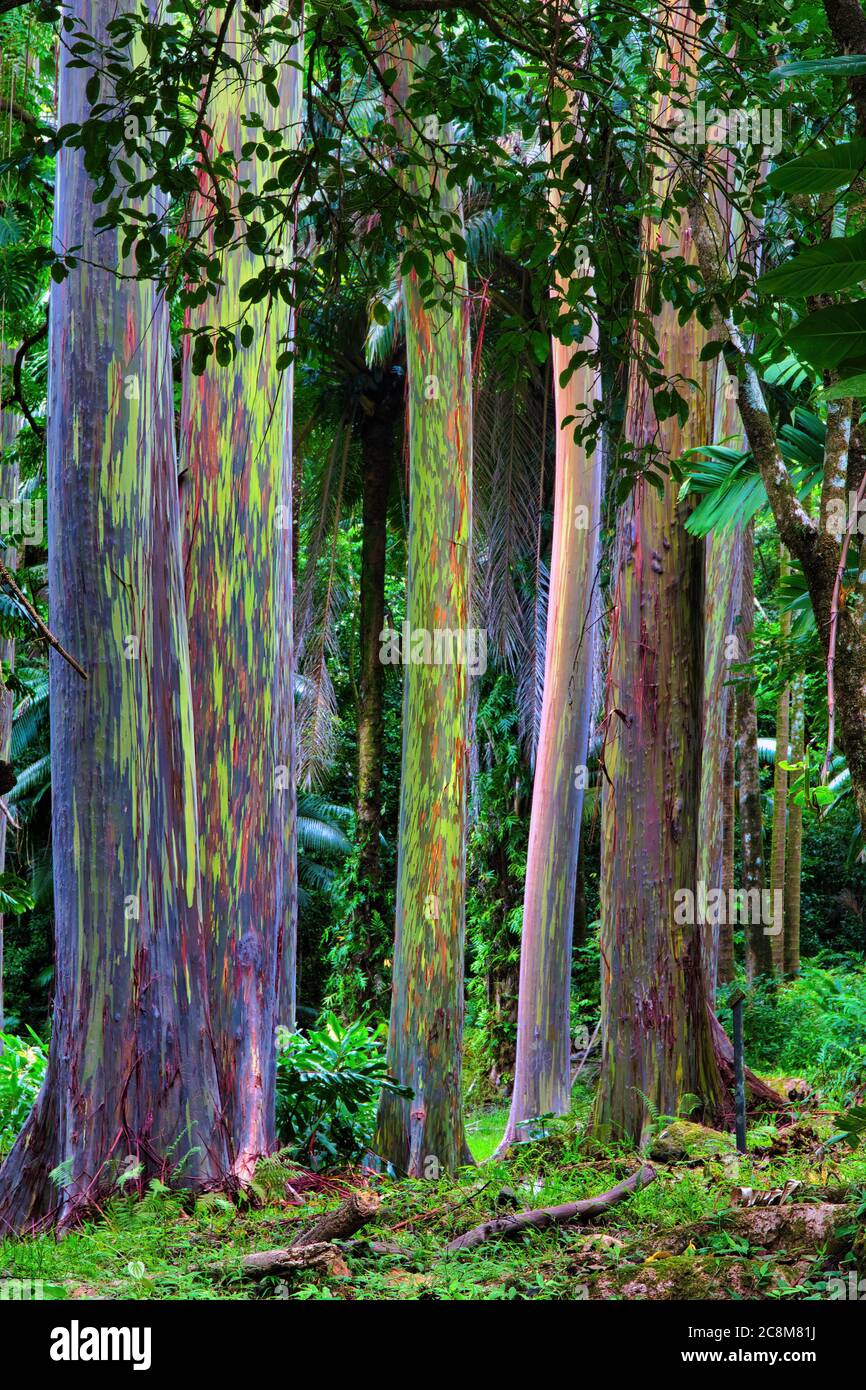Eucalyptus arc en ciel Banque de photographies et d’images à haute ...