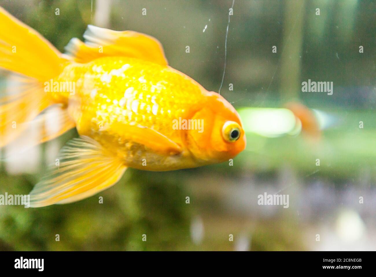 Beau poisson rouge ryukin Banque de photographies et d’images à haute ...