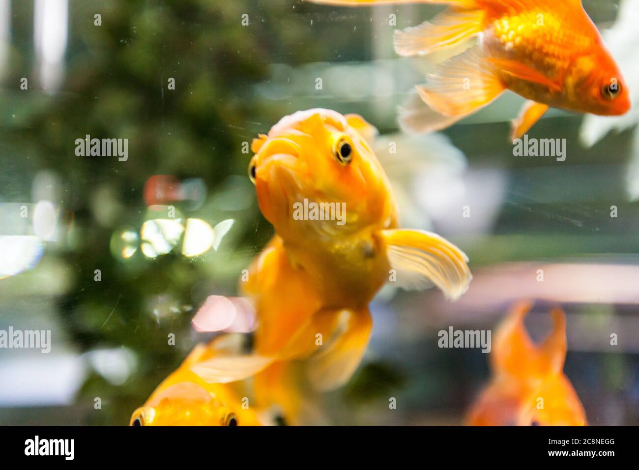 Beau poisson rouge ryukin Banque de photographies et d’images à haute ...