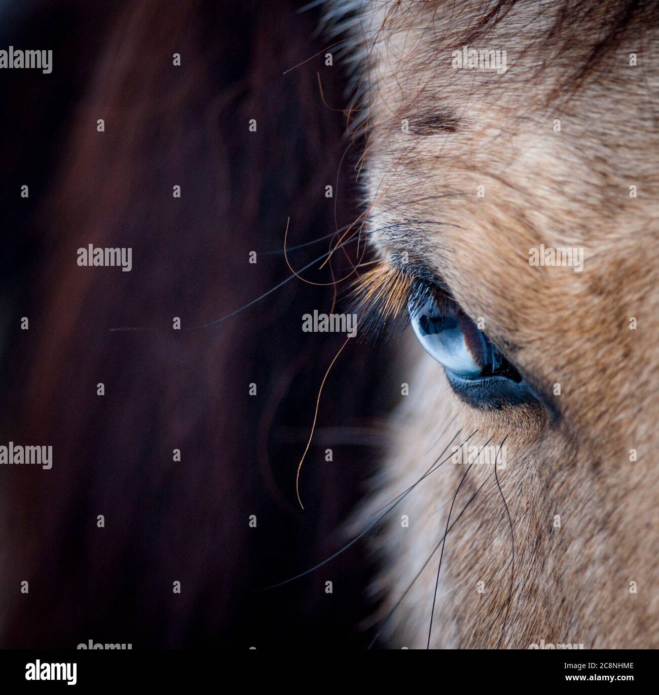 Cheval bleu Banque de photographies et d’images à haute résolution - Alamy