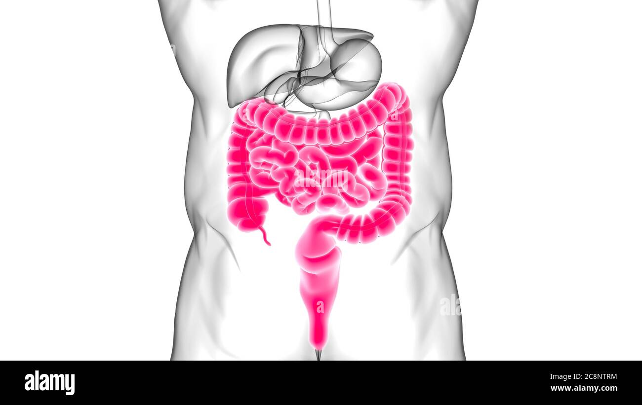 Intestin grêle et gros intestin 3D Illustration système digestif humain ...