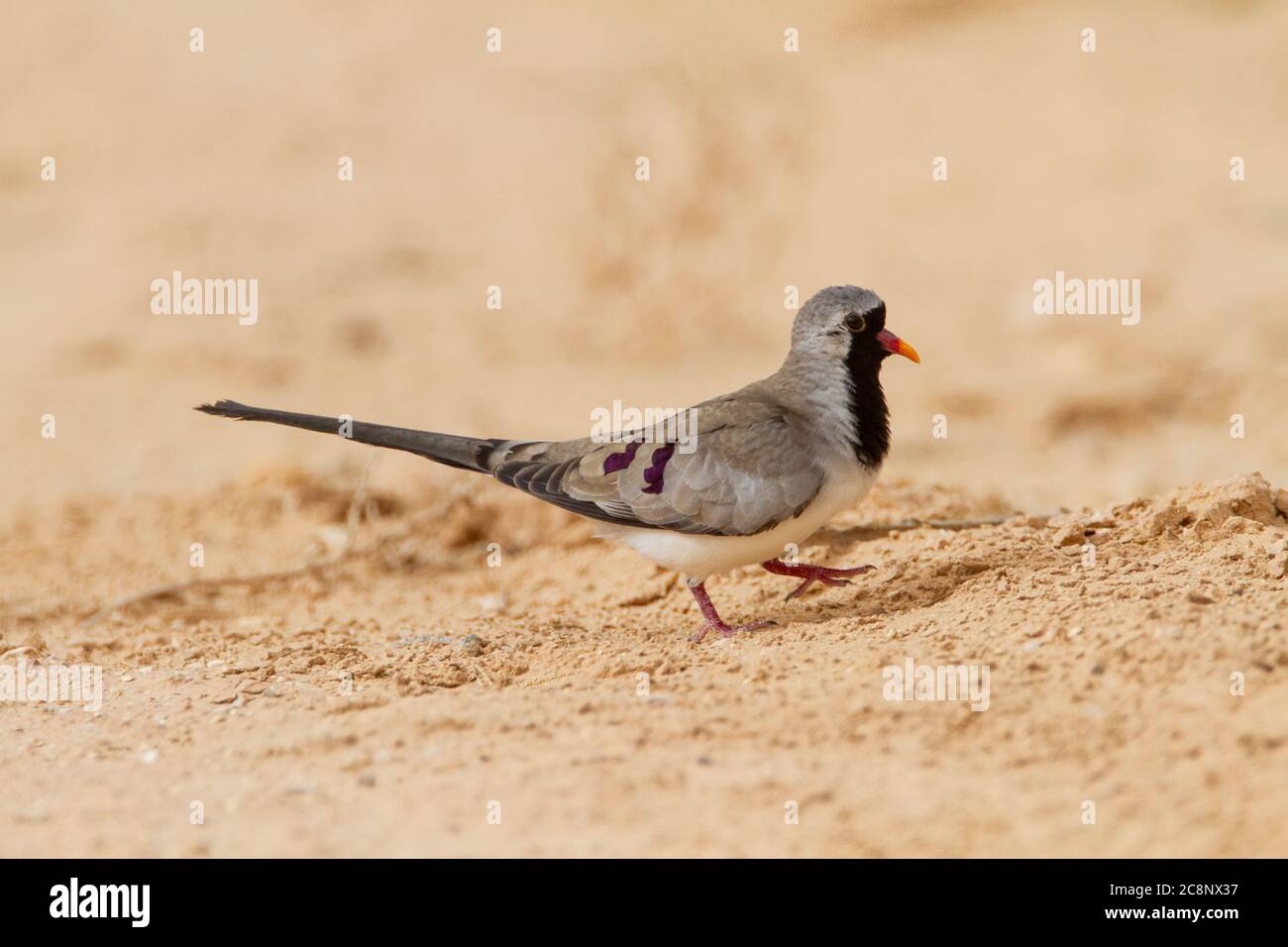 Namaqua dove oena capensis Banque de photographies et d’images à haute ...