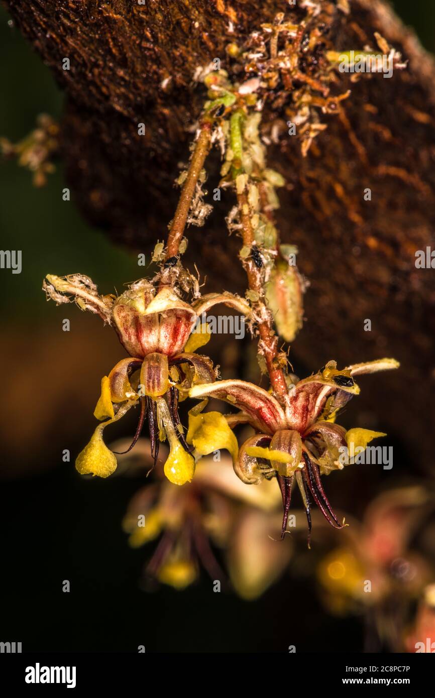Cacaoyer fruit et fleur Banque de photographies et d’images à haute ...