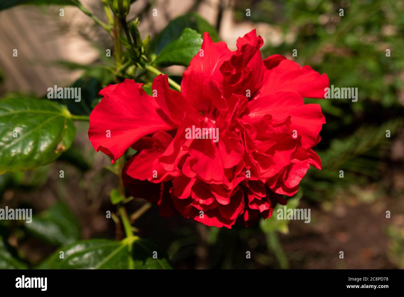Grande fleur blanche à centre rouge Banque de photographies et d’images ...