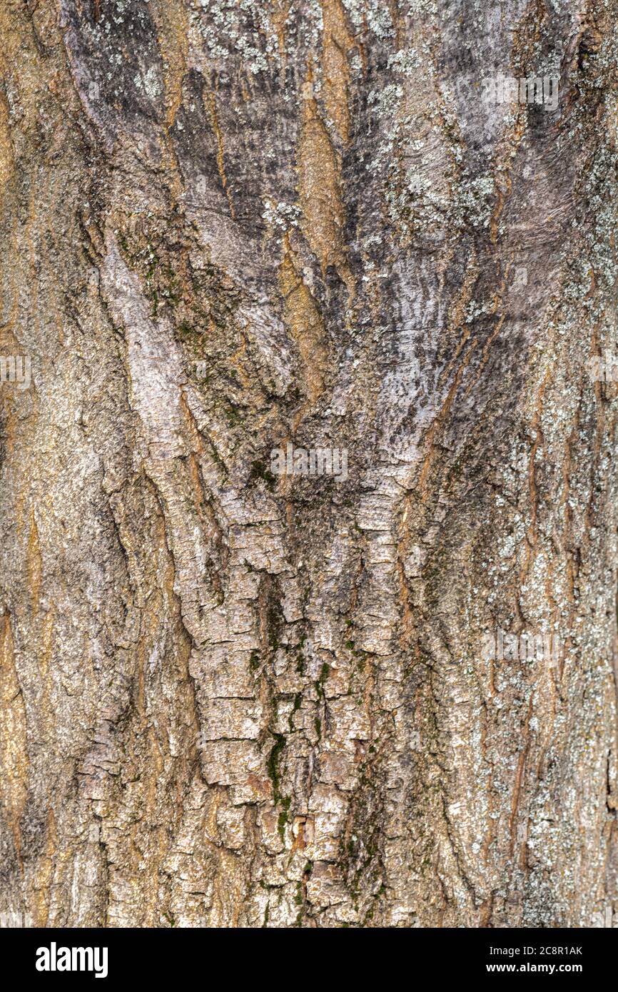 Carpinus betulus fastigiata Banque de photographies et d’images à haute ...