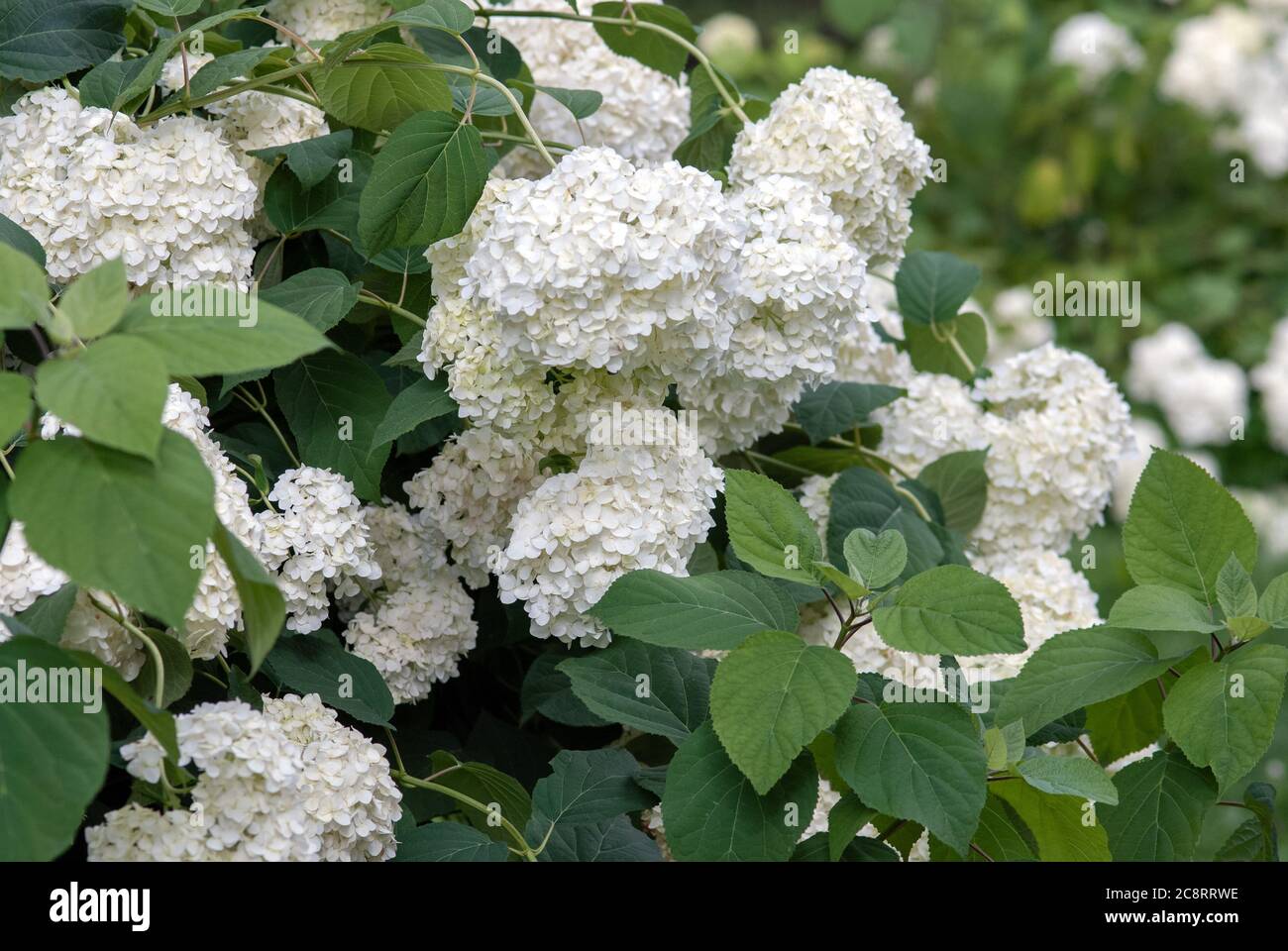 Hydrangea macrophylla white Banque de photographies et d’images à haute ...