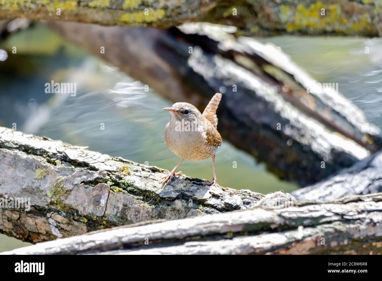 Le Wren eurasien (troglodytes troglodytes) est l'un des plus beaux ...