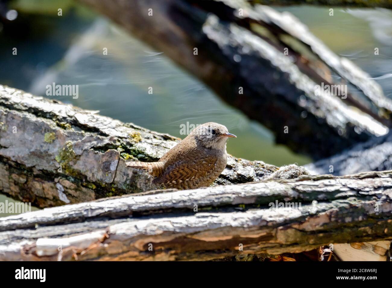 Le Wren eurasien (troglodytes troglodytes) est l'un des plus beaux ...