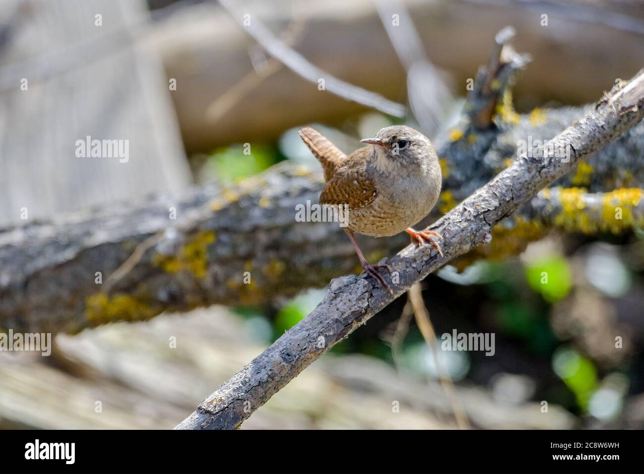 Le Wren eurasien (troglodytes troglodytes) est l'un des plus beaux ...